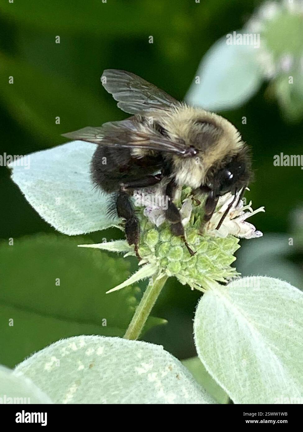 Common Eastern Bumble Bee (Bombus impatiens), Insecta, Magnolia Ave ...