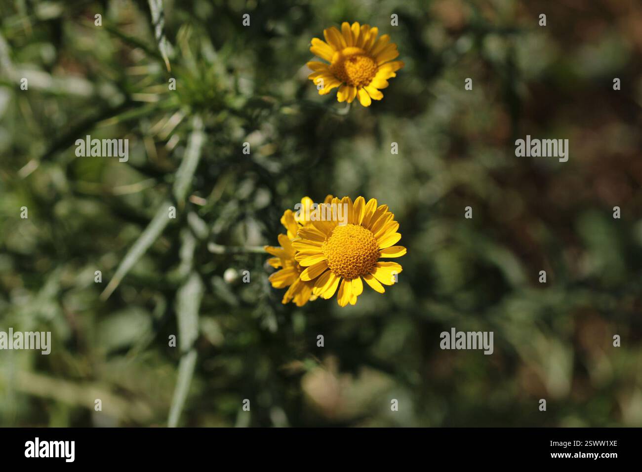 Golden marguerite (Cota tinctoria), Plantae, La Frette, France Stock ...