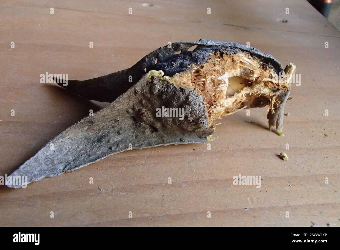 Giant Scale Insects (Monophlebidae), Insecta, 62 Railway Parade ...