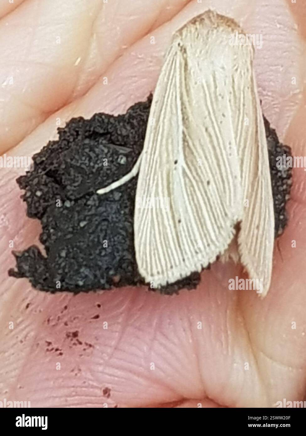 Common Wainscot (Mythimna pallens), Insecta, Bank Vale Farm/Bank Vale ...