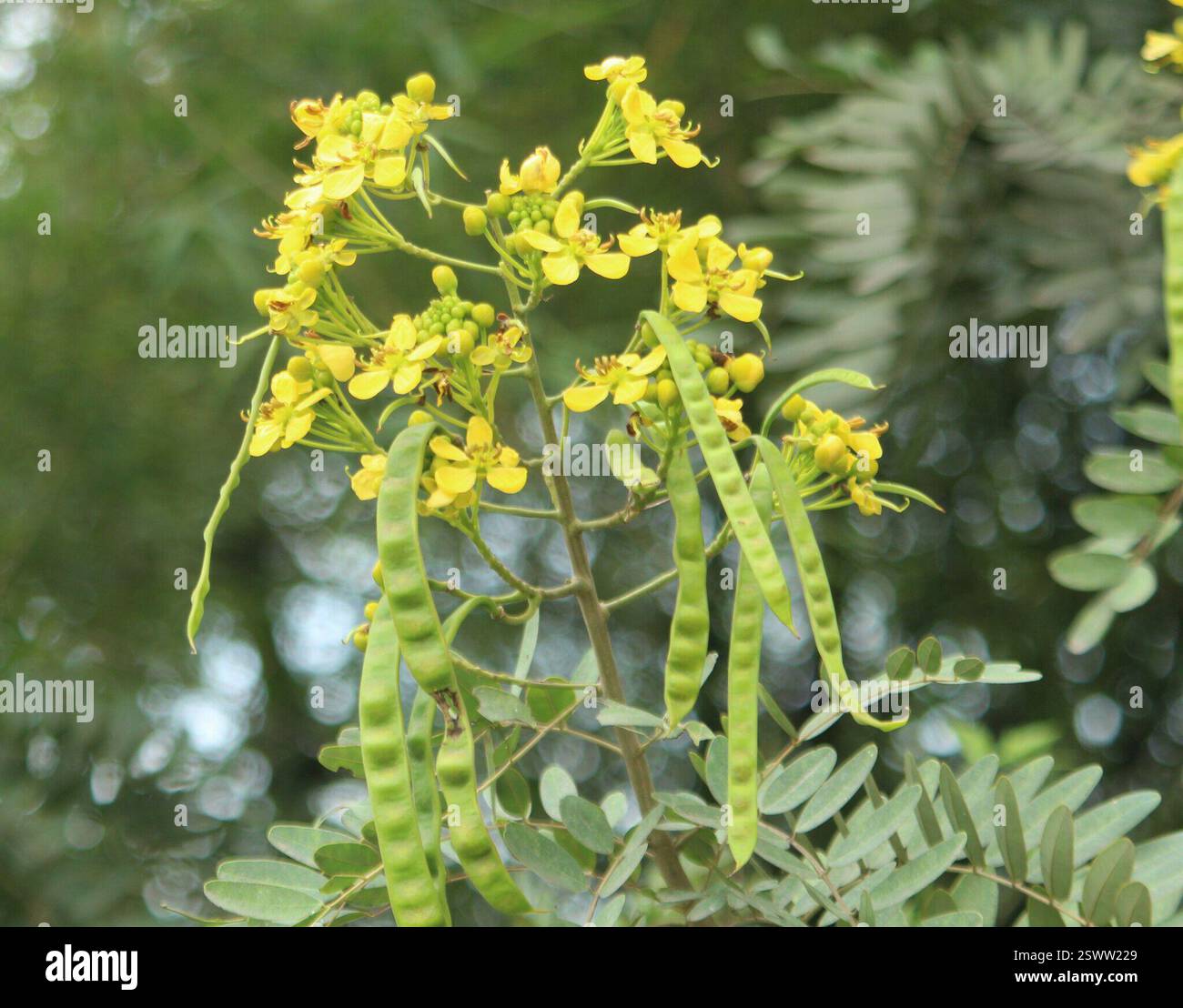 Kassod Tree (Senna siamea), Plantae, Kengeri Satellite Town, Bengaluru ...
