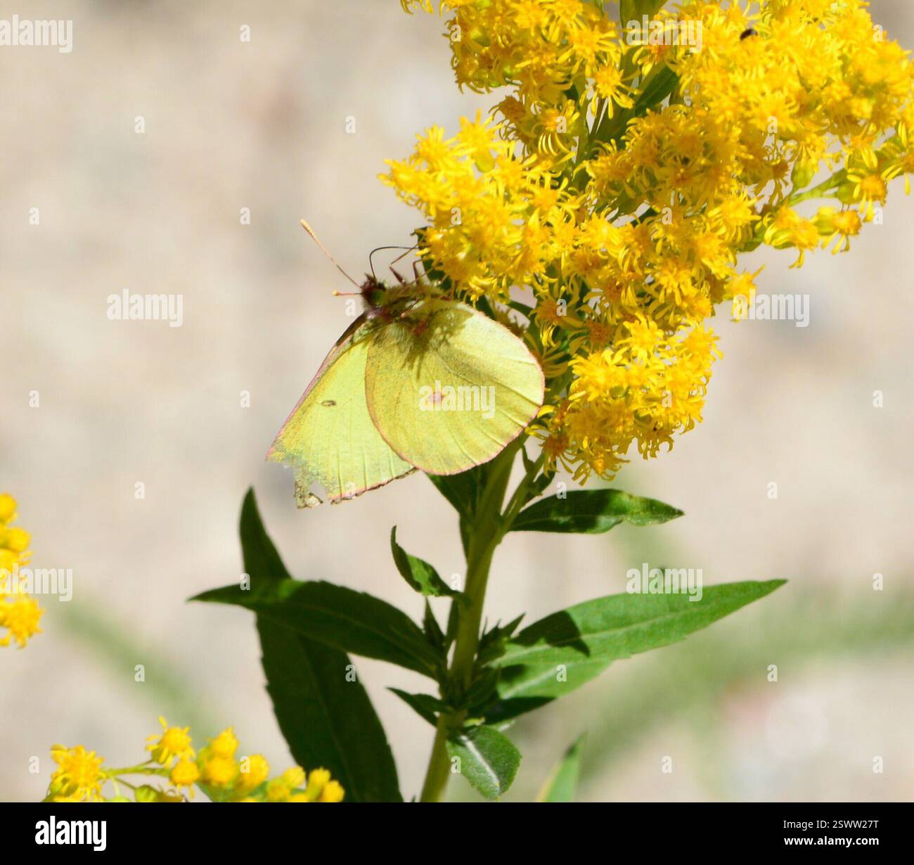 Pink-edged Sulphur (Colias interior), Insecta, Okanagan-Similkameen, BC ...