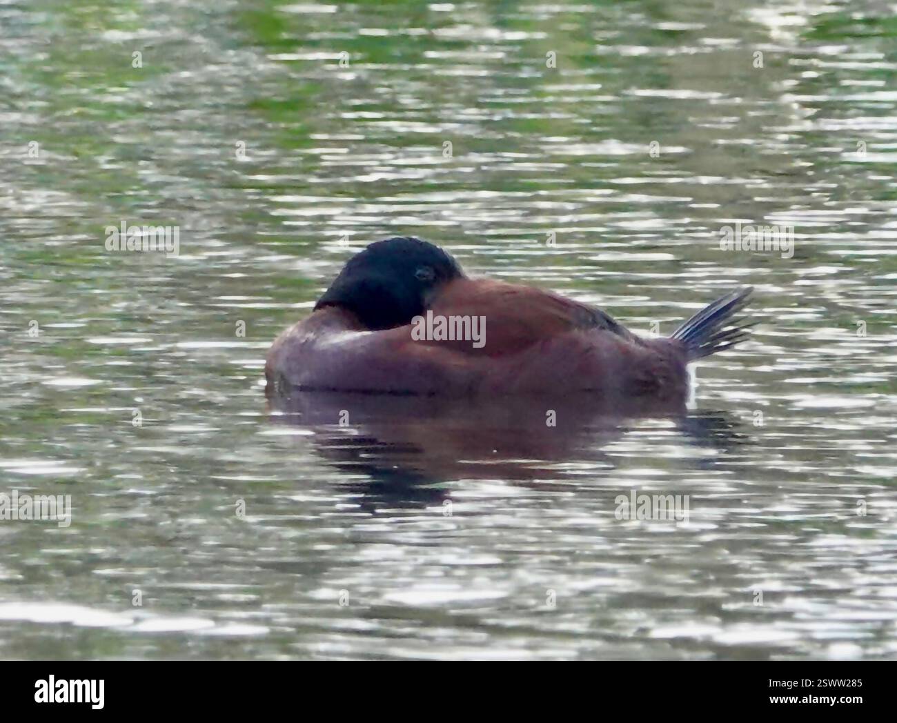 Blue-billed Duck (Oxyura australis), Aves, Braeside Park, Braeside, VIC ...