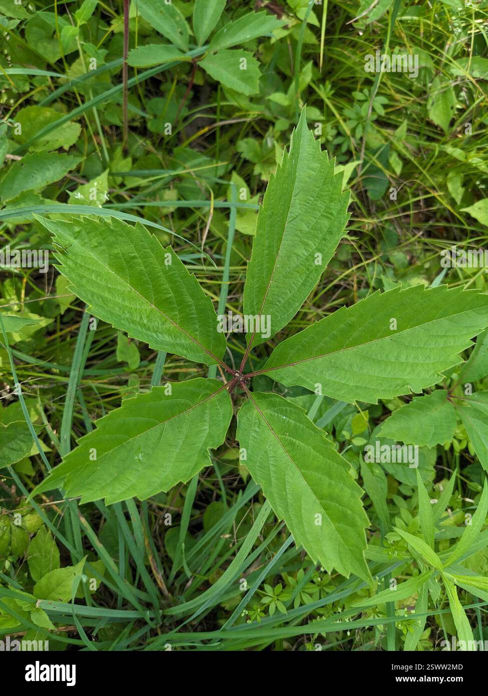thicket creeper (Parthenocissus inserta), Plantae, Flamborough ...