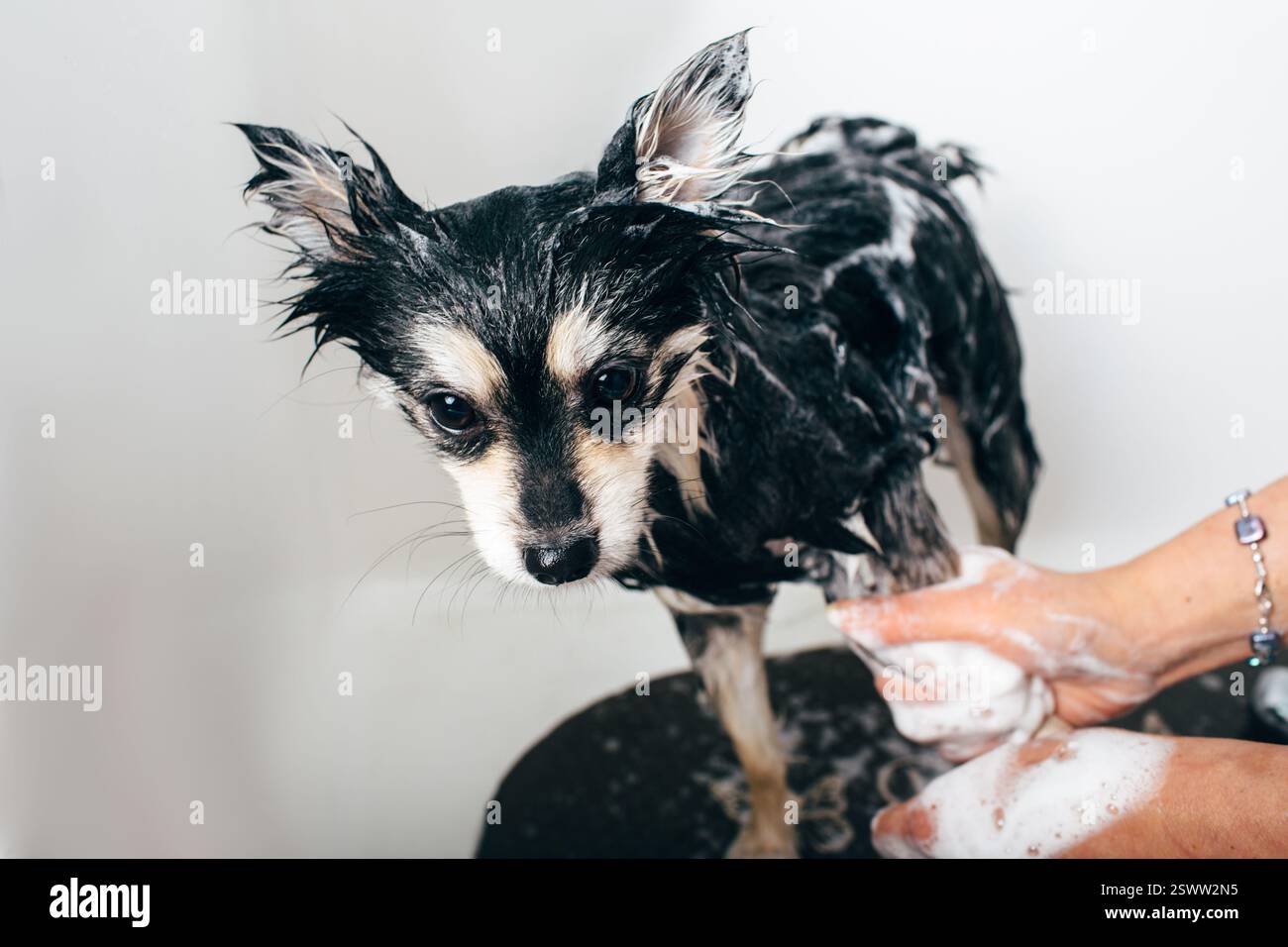 Bathing a dog in the bathroom, women's hands soaping a wet dog ...