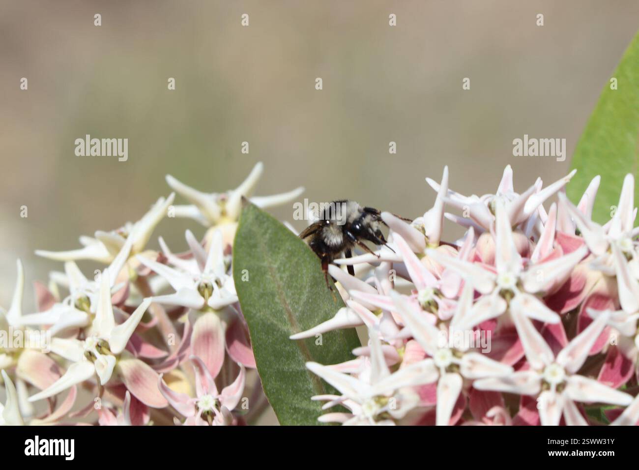 Nearctic Bumble Bee (Bombus vancouverensis nearcticus), Insecta ...