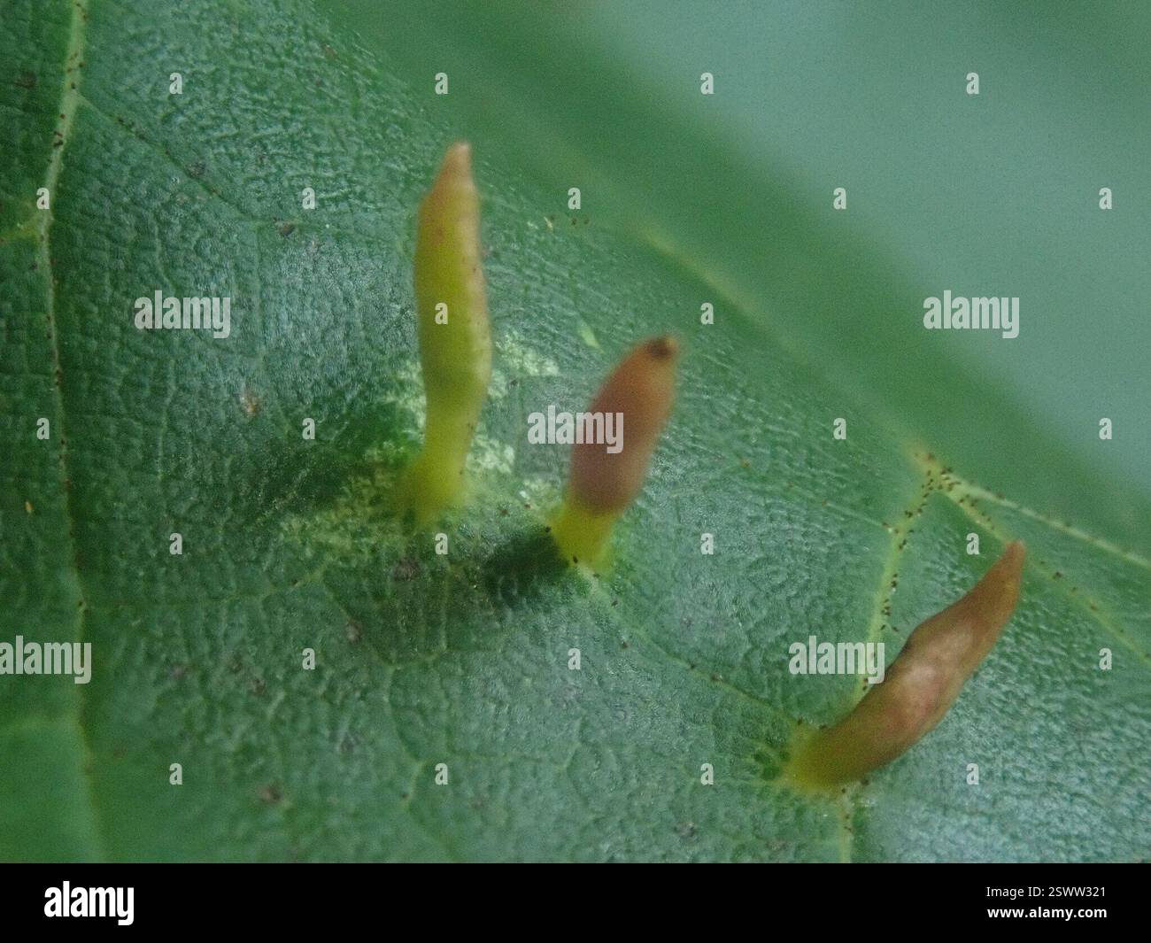 Maple Spindle Gall Mite (Vasates aceriscrumena), Arachnida, Petersham ...
