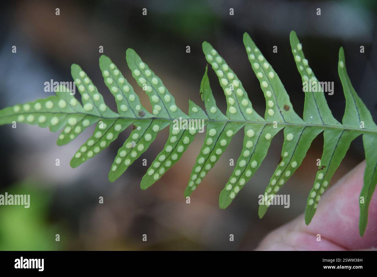 rock polypody (Polypodium virginianum), Plantae, Powerview, Powerview ...