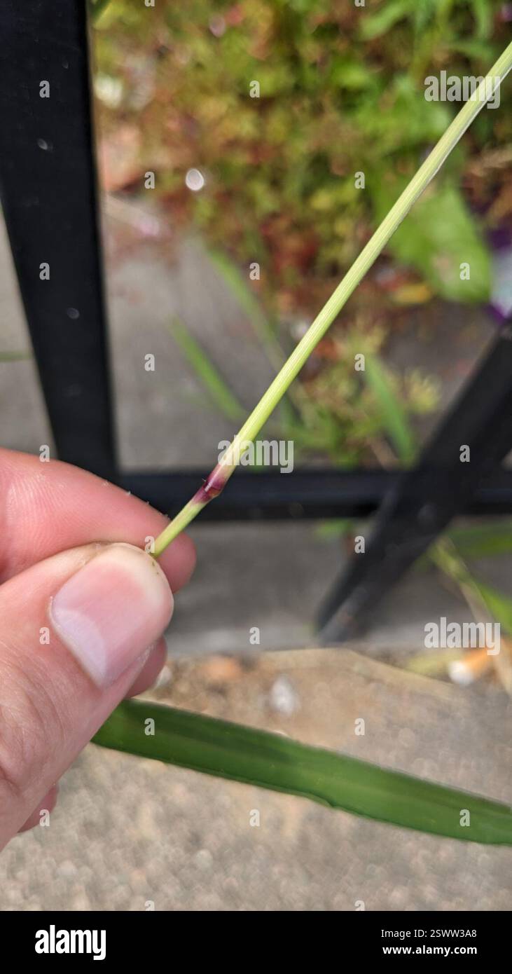hooked bristle grass (Setaria verticillata), Plantae, London E17, UK ...