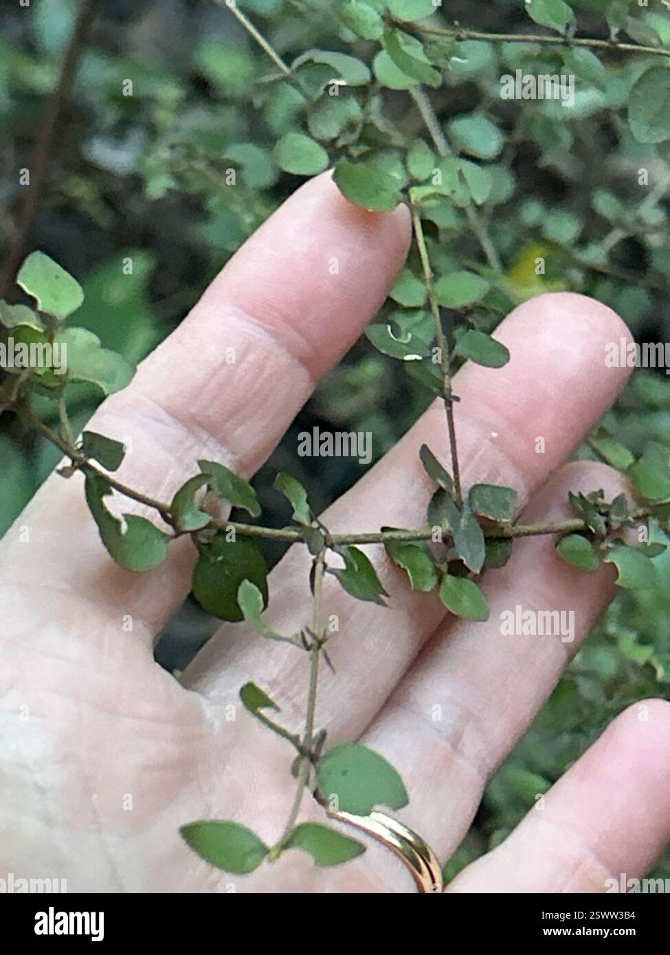 Twiggy coprosma (Coprosma rhamnoides), Plantae, Omahu Bush Reserve, Tai ...