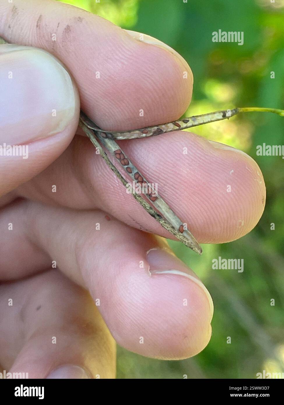 Tower Mustard (Turritis glabra), Plantae, North Carolina, US Stock ...