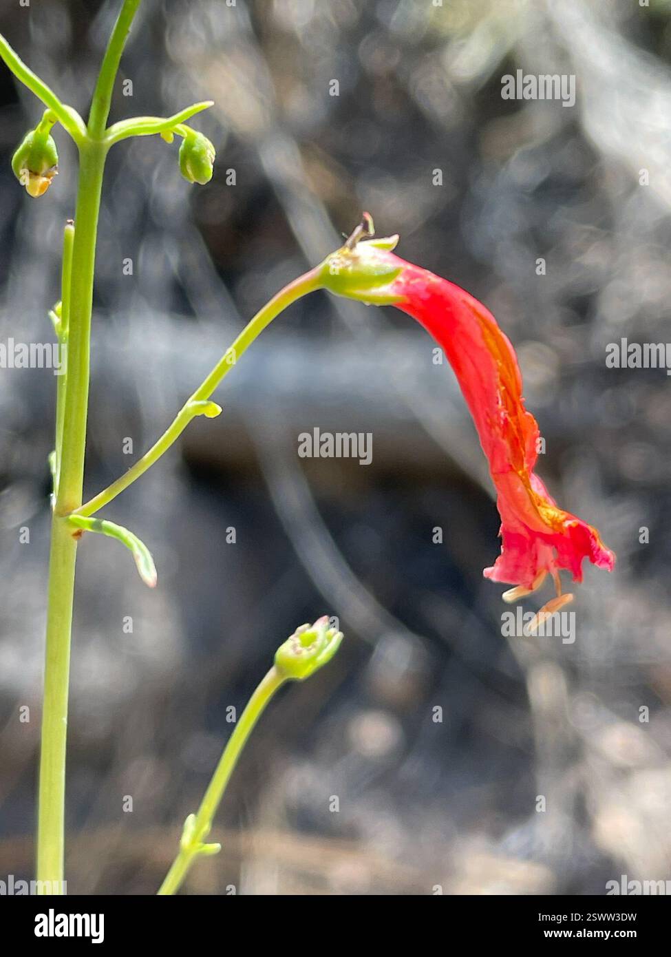 Beardlip Penstemon (Penstemon barbatus), Plantae, Bandelier National ...