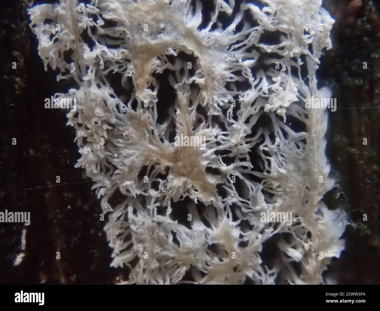Common Coral Slime (Ceratiomyxa fruticulosa), Protozoa, Petersham, MA ...