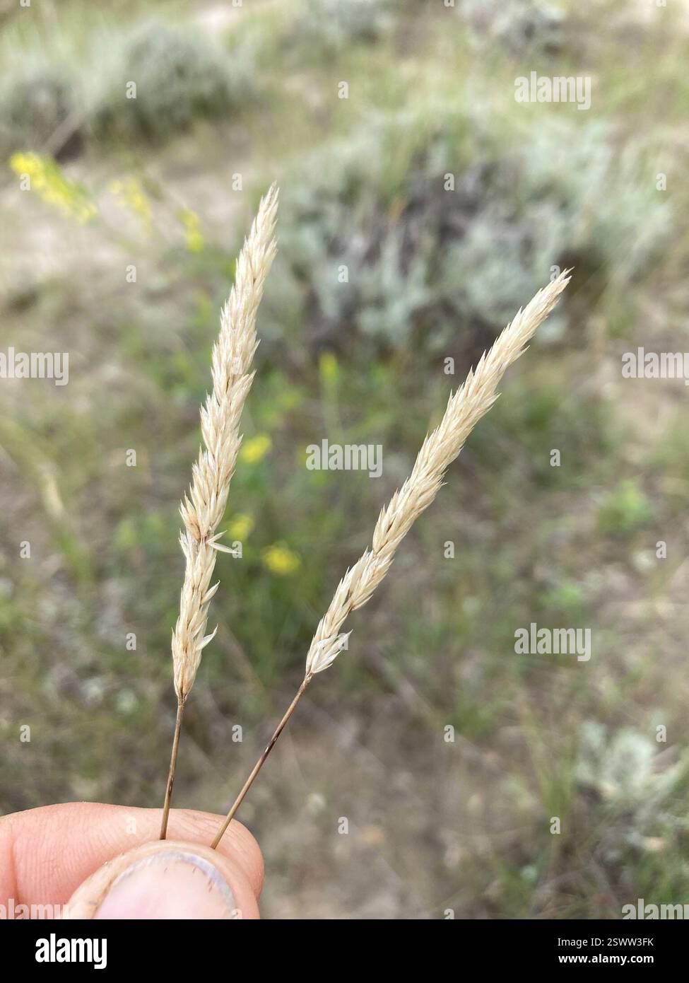 Prairie Junegrass (Koeleria macrantha), Plantae, Hammond, MT, US Stock ...