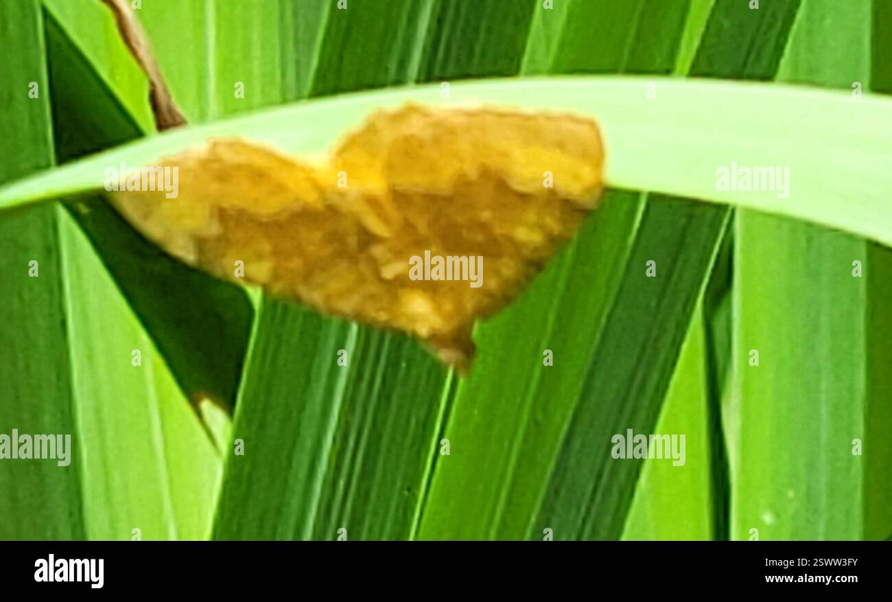 Yellow Shell Moth (Camptogramma bilineata), Insecta, 3450 Lillerød ...