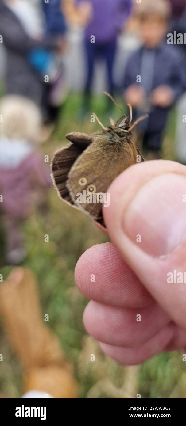 Ringlet (Aphantopus hyperantus), Insecta, 6240 Løgumkloster, Danmark ...