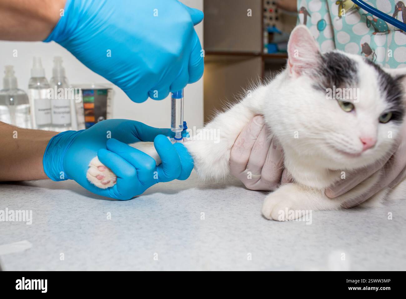 veterinarian introduces medicine into Intravenous catheter in the paw ...