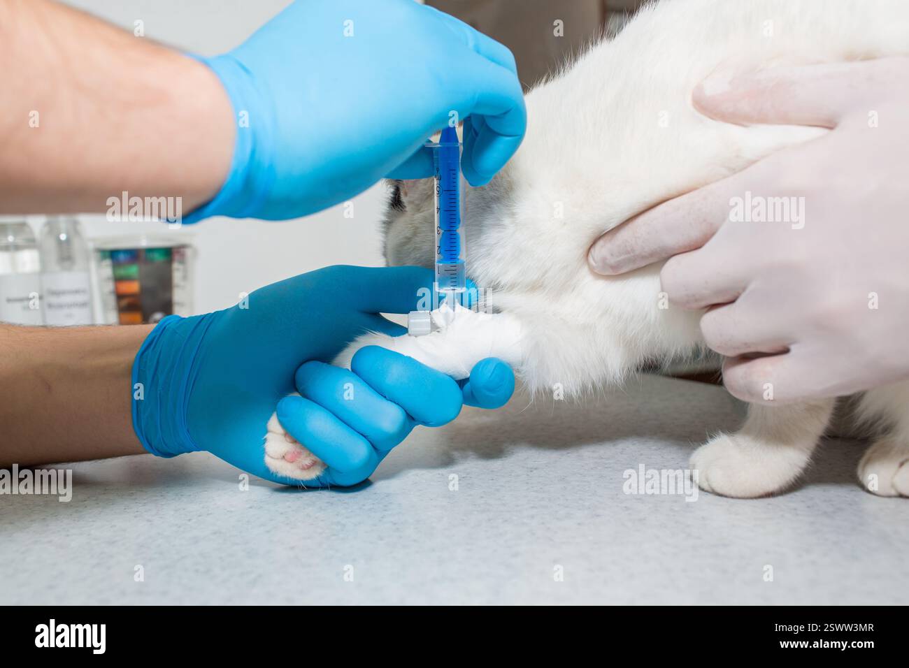 veterinarian introduces medicine into Intravenous catheter in the paw ...