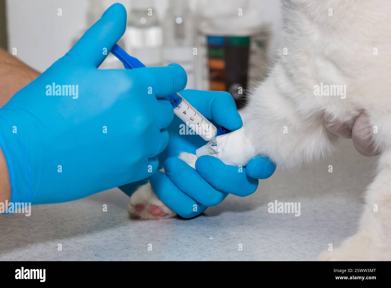 veterinarian inject anesthesia into Intravenous catheter in the paw of ...