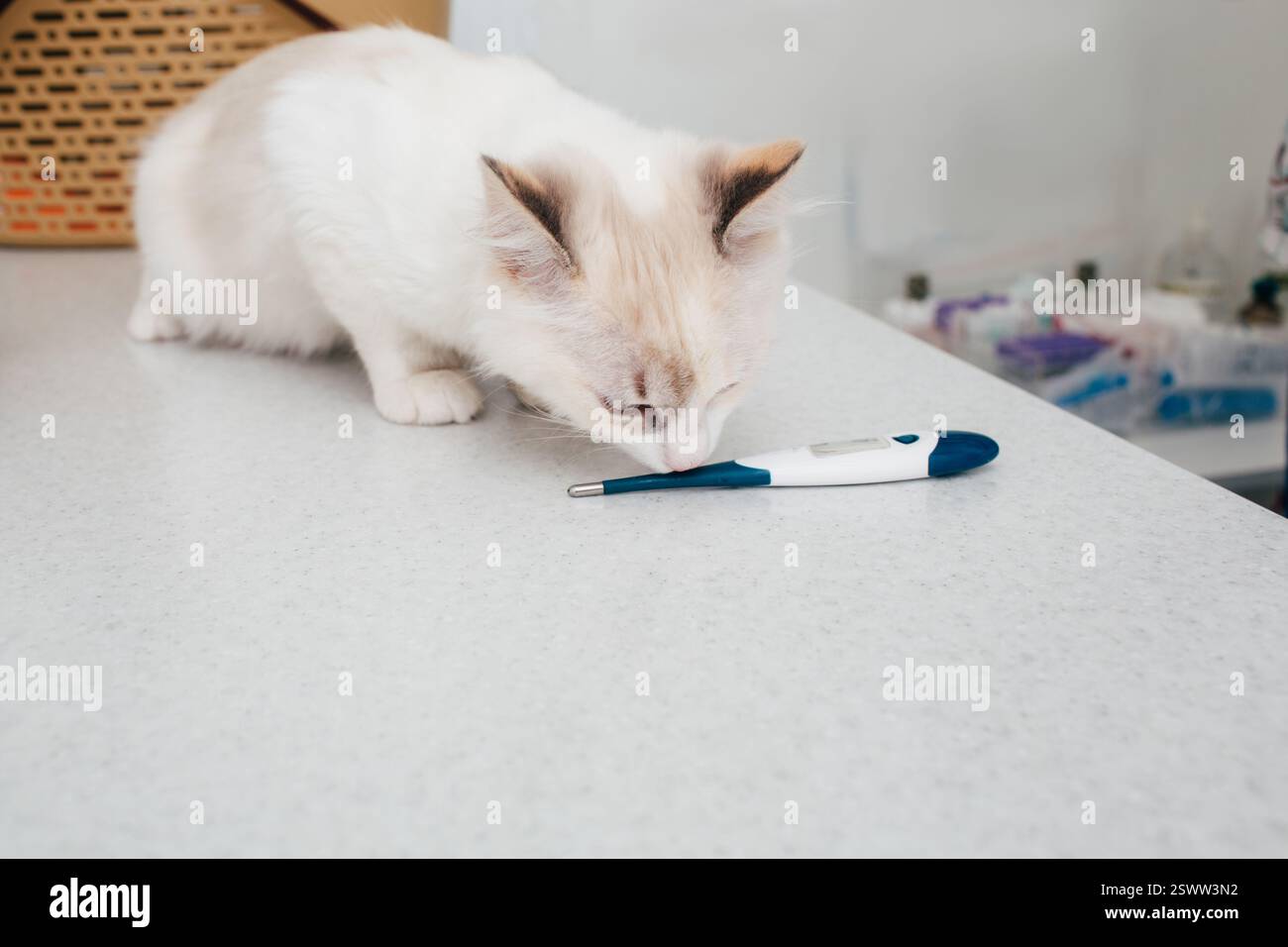 cat, temperature measurement, in a veterinary clinic Stock Photo - Alamy