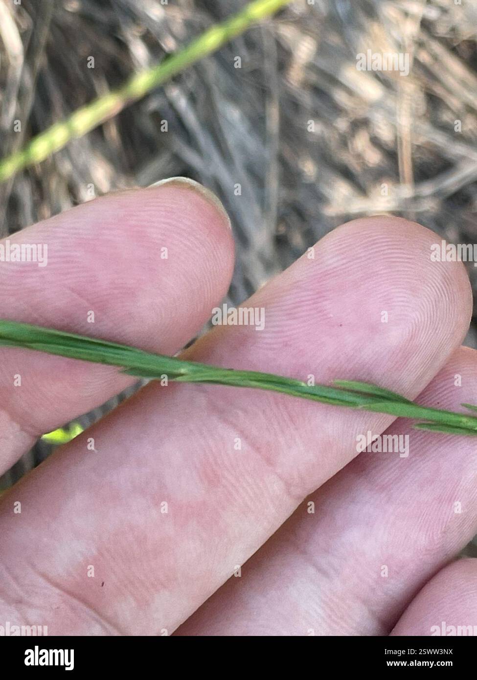 (Linum floridanum chrysocarpum), Plantae, North Carolina, US, Var ...