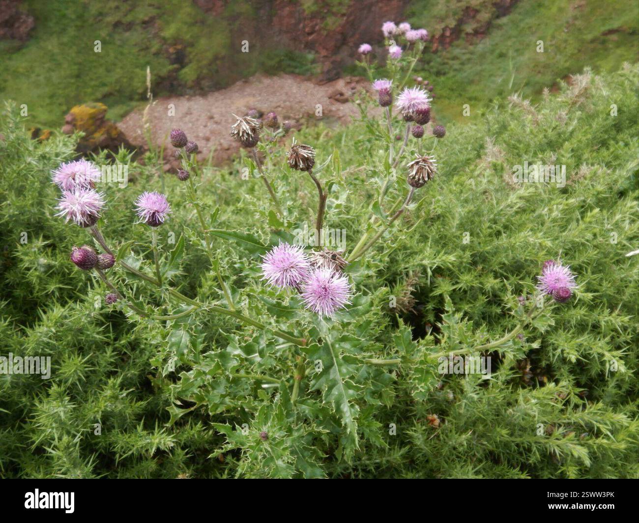 creeping thistle (Cirsium arvense), Plantae, Angus Council, UK Stock ...
