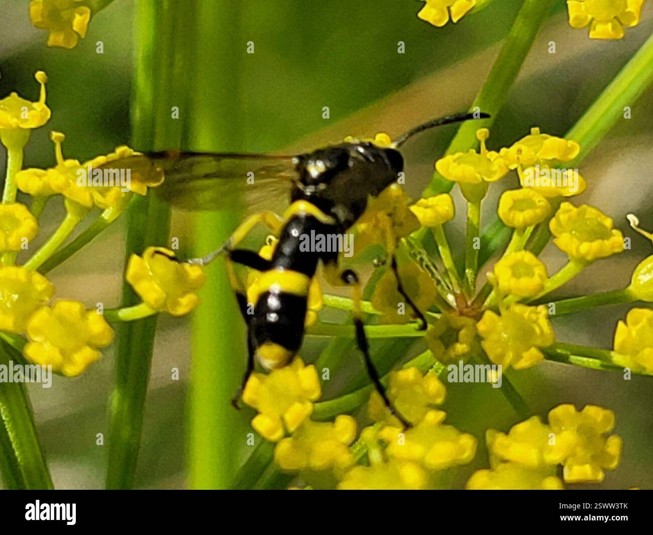 Shiny-headed Wasp-sawfly (Tenthredo amoena), Insecta, 3450 Lillerød ...