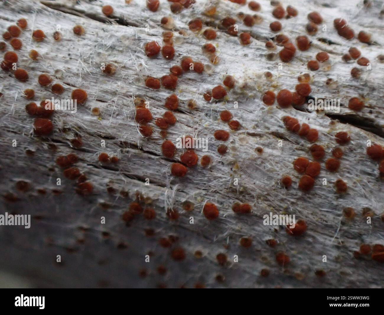 Ascomycete Fungi (Ascomycota), Fungi, Mount Waddington, BC, Canada, Not ...