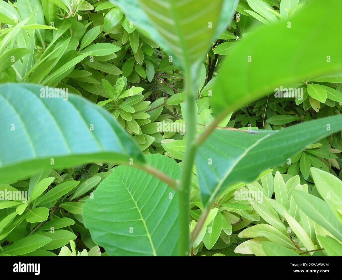 Happy tree (Camptotheca acuminata), Plantae, Windsor Forest, Savannah ...