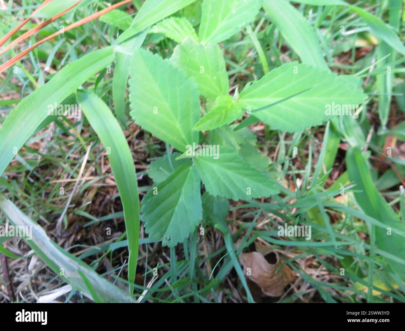 Cuban jute (Sida rhombifolia), Plantae, Windsor Forest, Savannah, GA ...