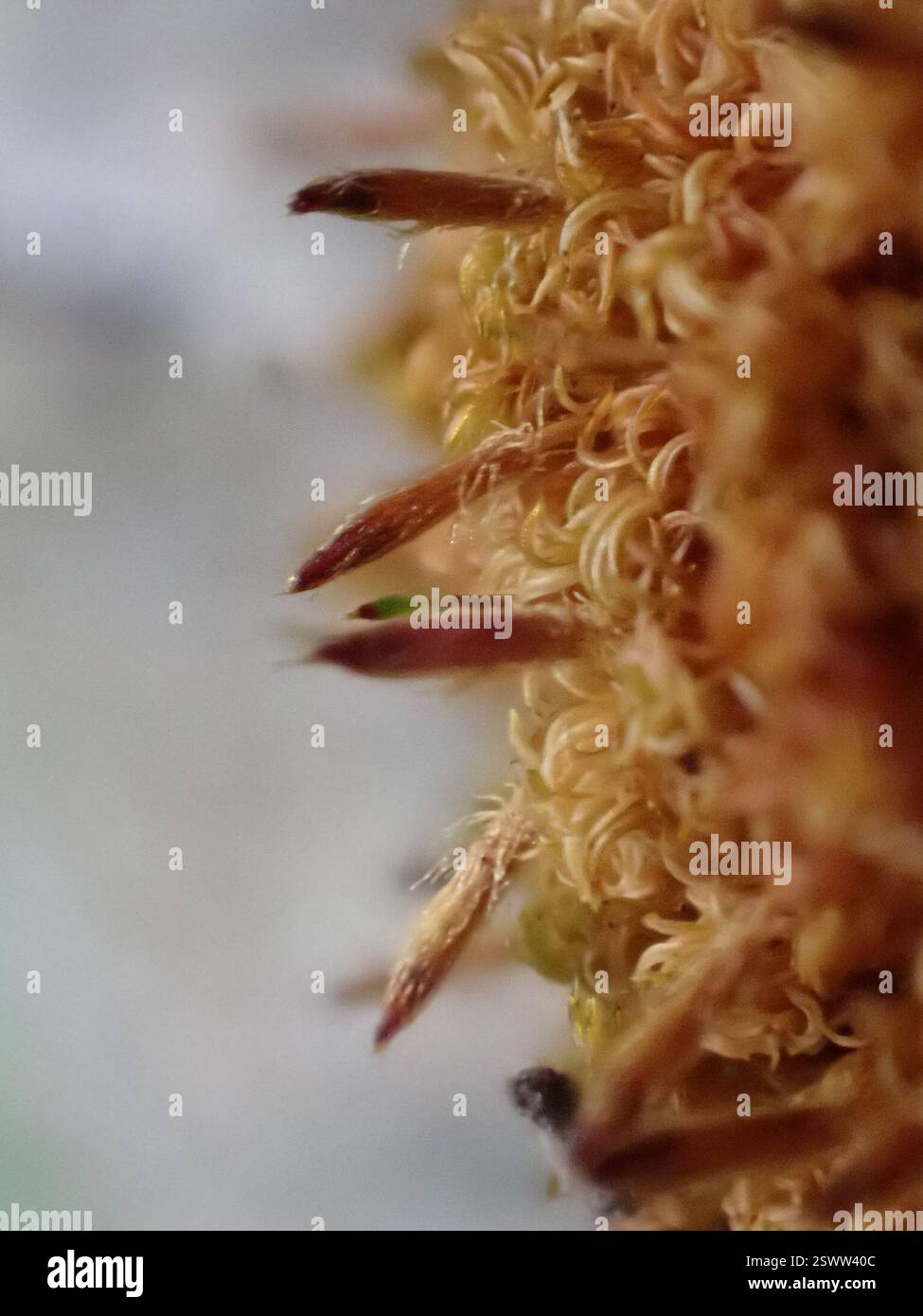 mosses (Bryophyta), Plantae, North, West and Central Sutherland Ward ...