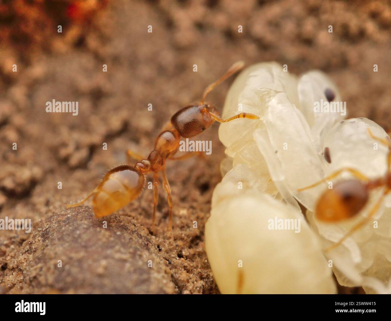 Common European Thief Ant (Solenopsis fugax), Insecta, Gundersheim ...