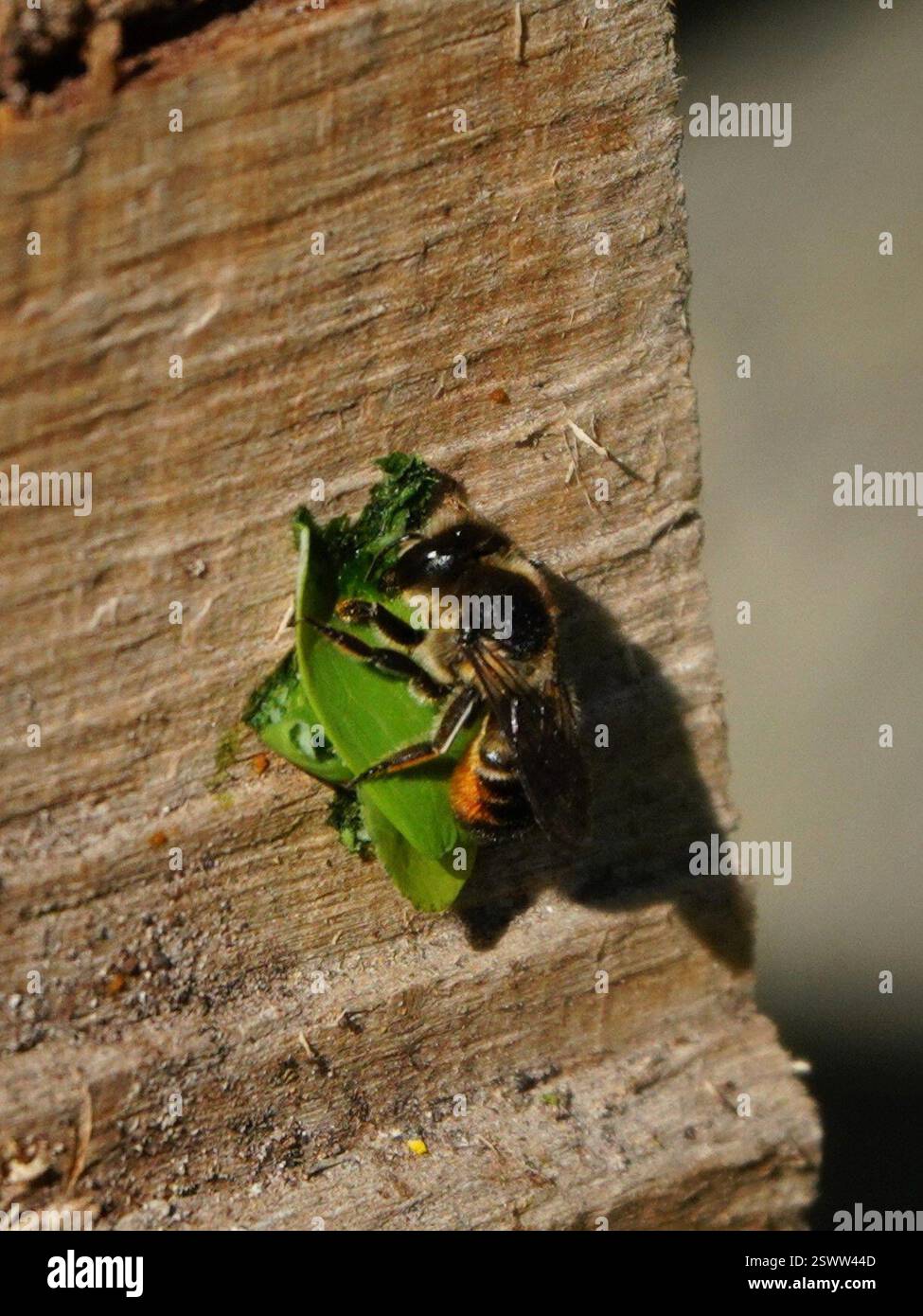 Willughby's Leafcutter Bee (Megachile willughbiella), Insecta, 3210 ...