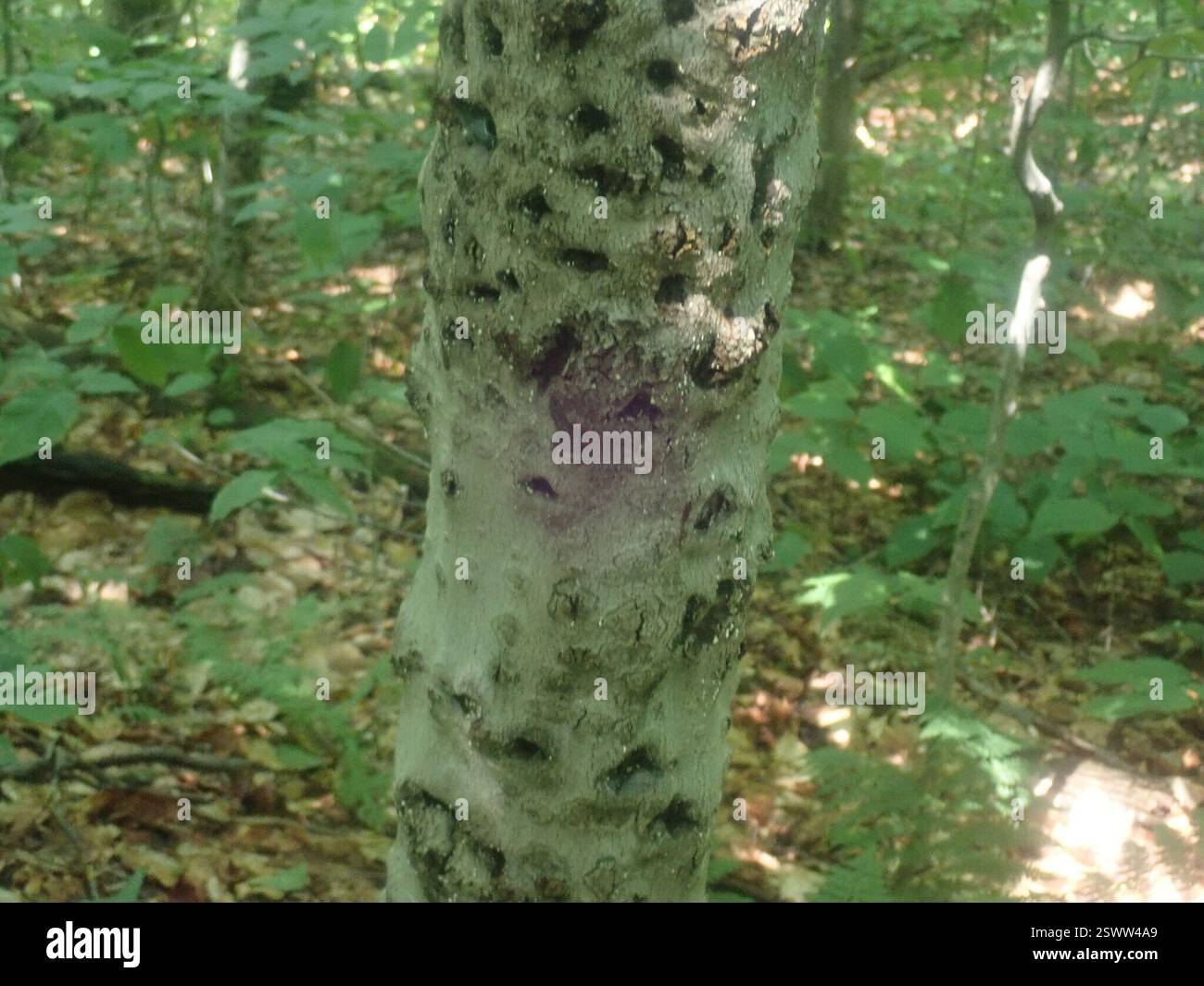 Beech Bark Canker Fungus (Neonectria faginata), Fungi, Rowe, MA, USA ...