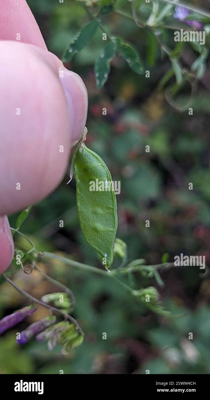 hairy vetch (Vicia villosa), Plantae, Wanstead, London E11, UK Stock ...