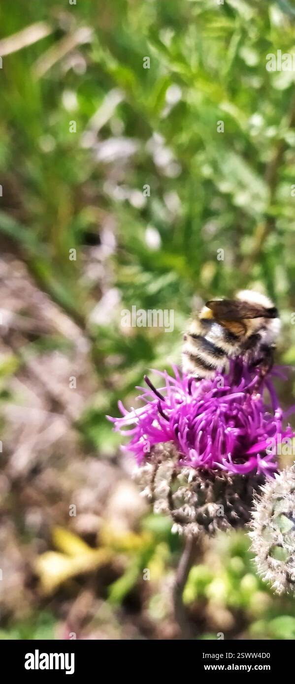 Sand-coloured Carder Bumble Bee (Bombus veteranus), Insecta ...