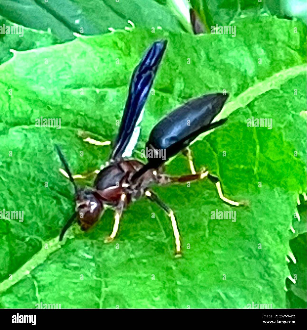 Metric Paper Wasp (Polistes metricus), Insecta, Water Oak Rd, Charlotte ...