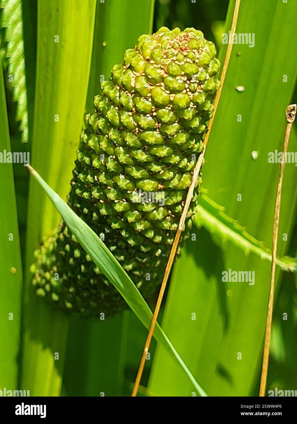 American Sweet-Flag (Acorus americanus), Plantae, Glen Ellyn, IL, USA ...