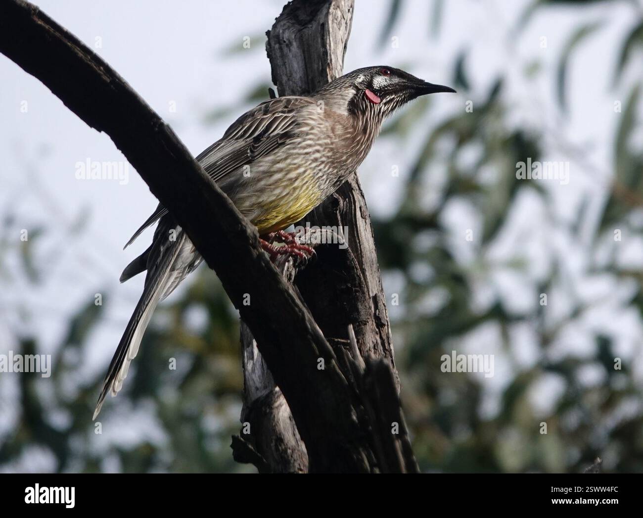 Red Wattlebird (Anthochaera carunculata), Aves, JW Manson Reserve ...