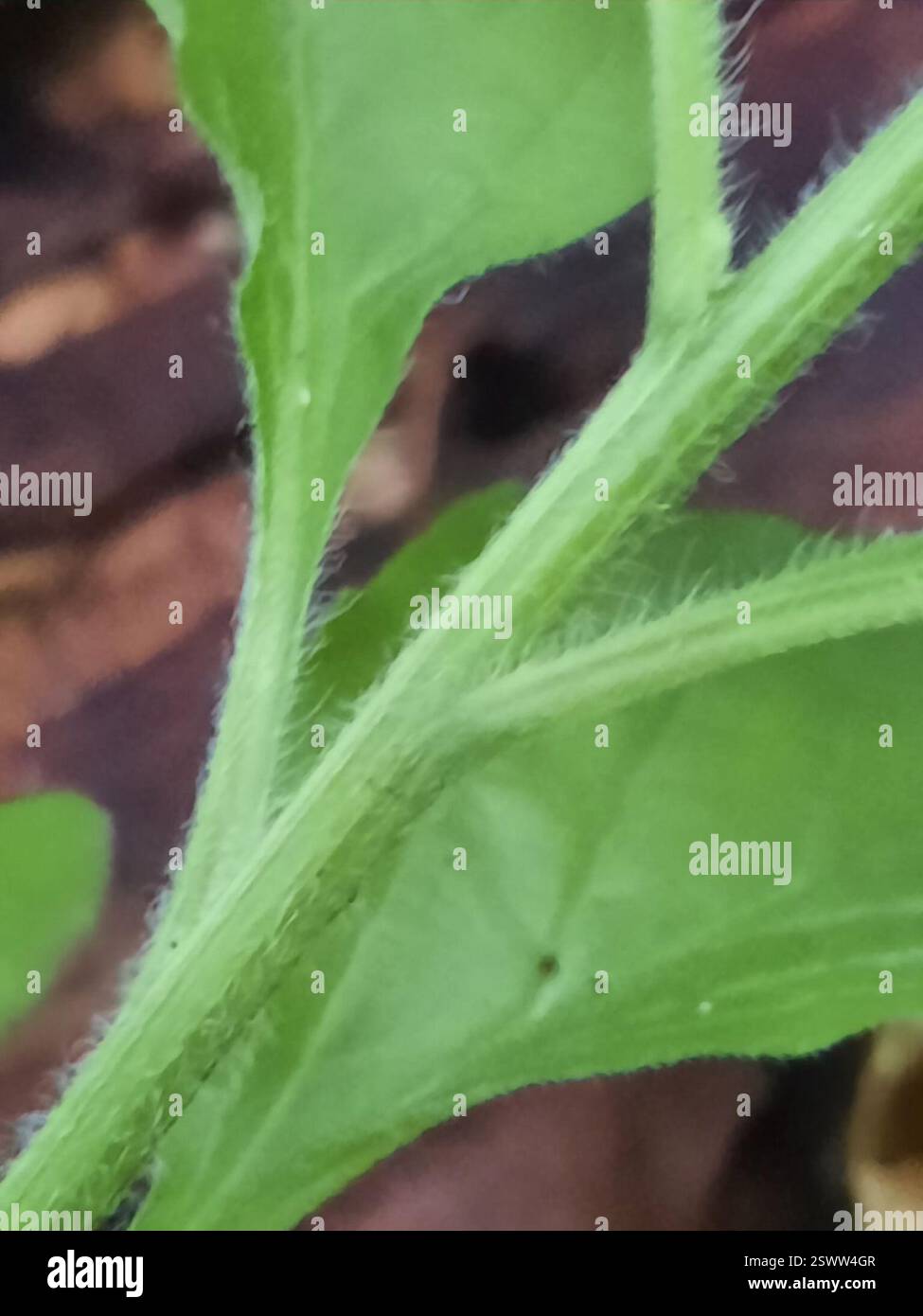 virginia stickseed (Hackelia virginiana), Plantae, Delaware County, US ...