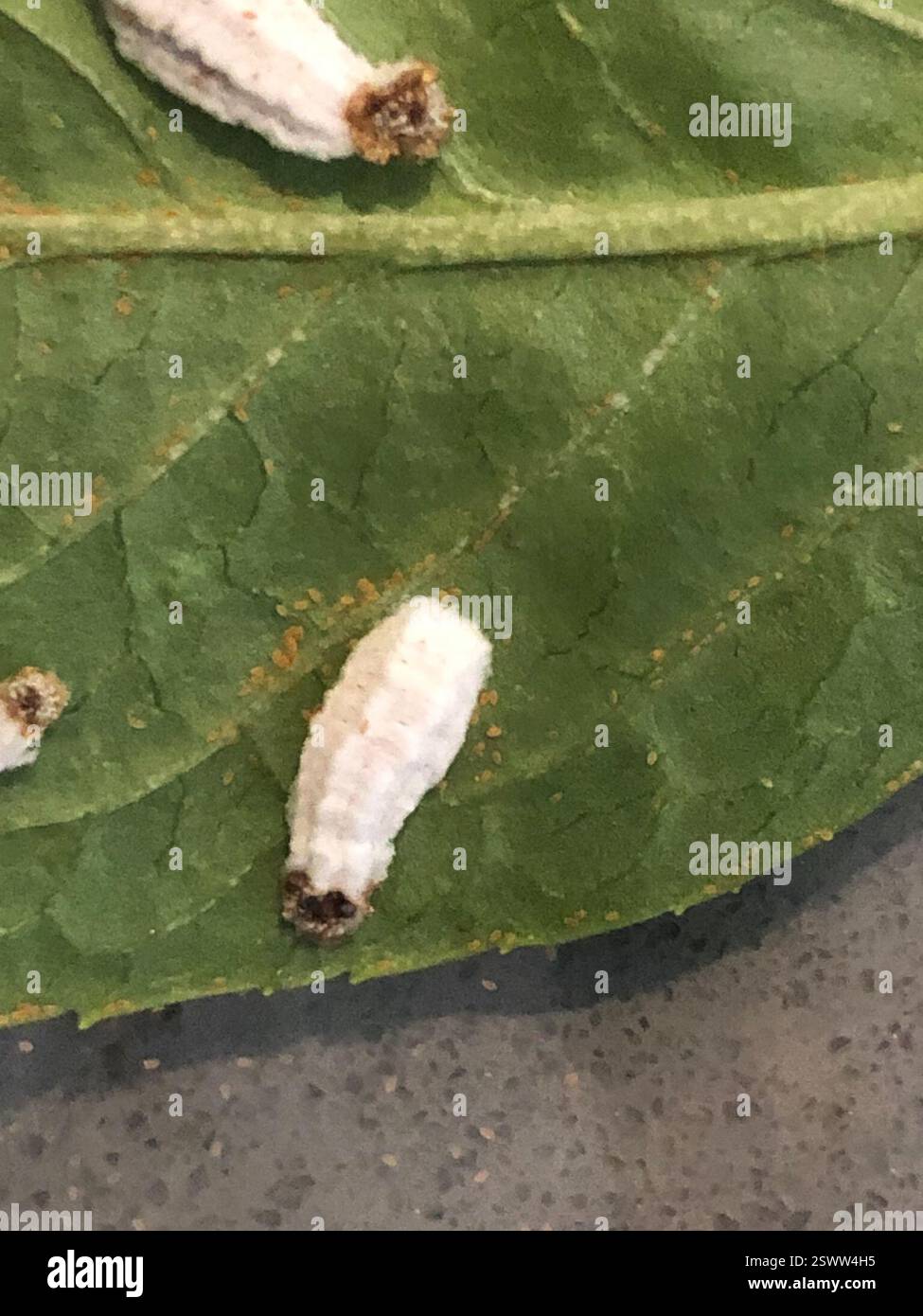 Cottony Hydrangea Scale (Pulvinaria kuwacola), Insecta, Tattersall Dr ...