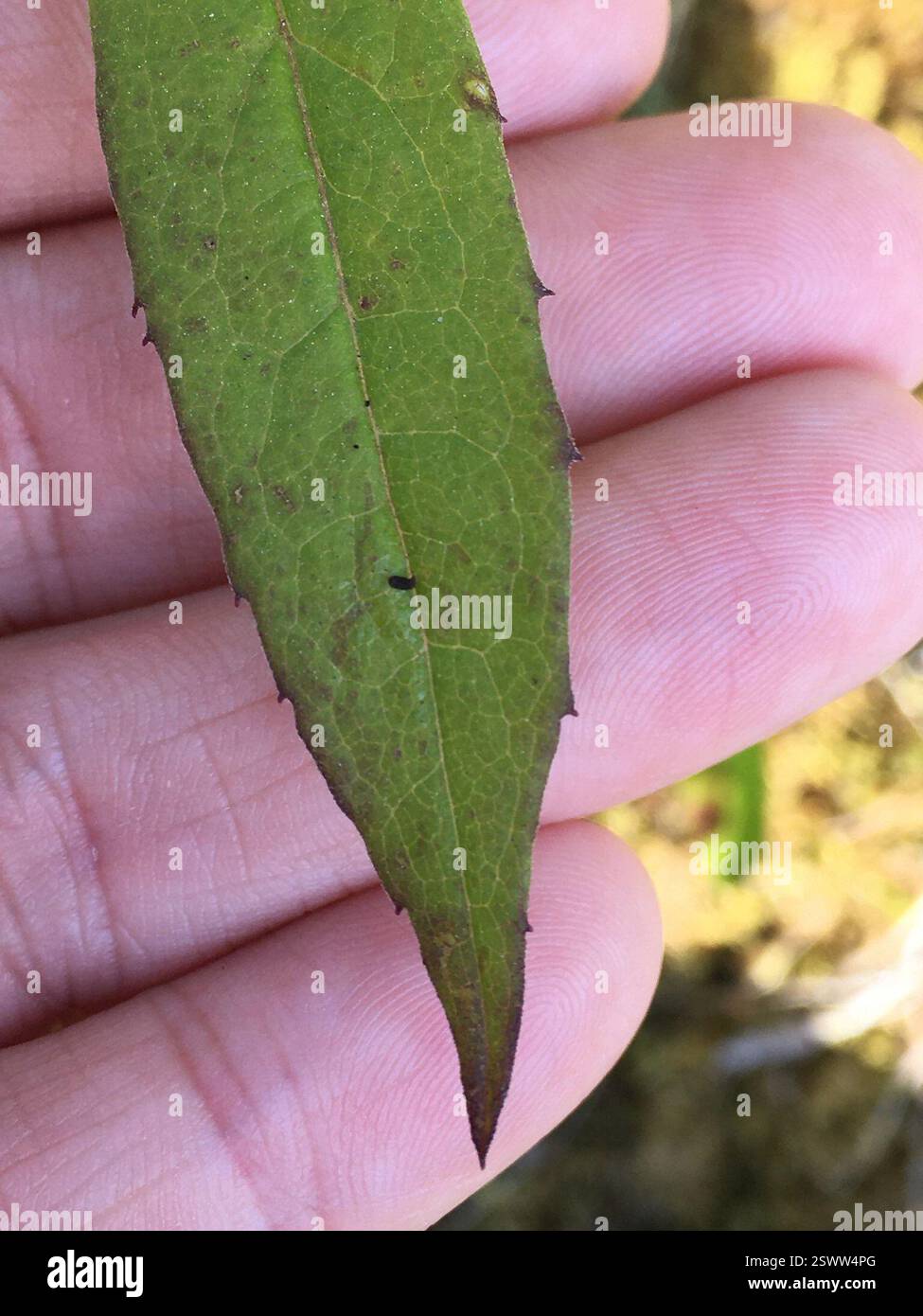 Great Northern Aster (Canadanthus modestus), Plantae, Mendenhall Loop Rd, Juneau, AK, US, I ...