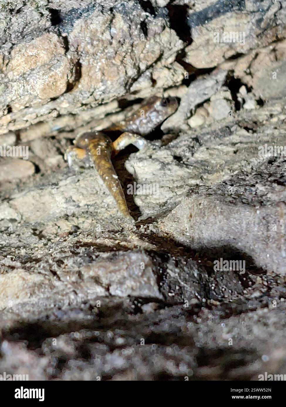Italian Cave Salamander (Speleomantes italicus), Amphibia, Canyon dell ...