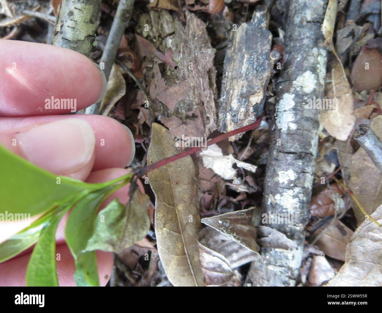American persimmon (Diospyros virginiana), Plantae, Savannah, GA, USA ...