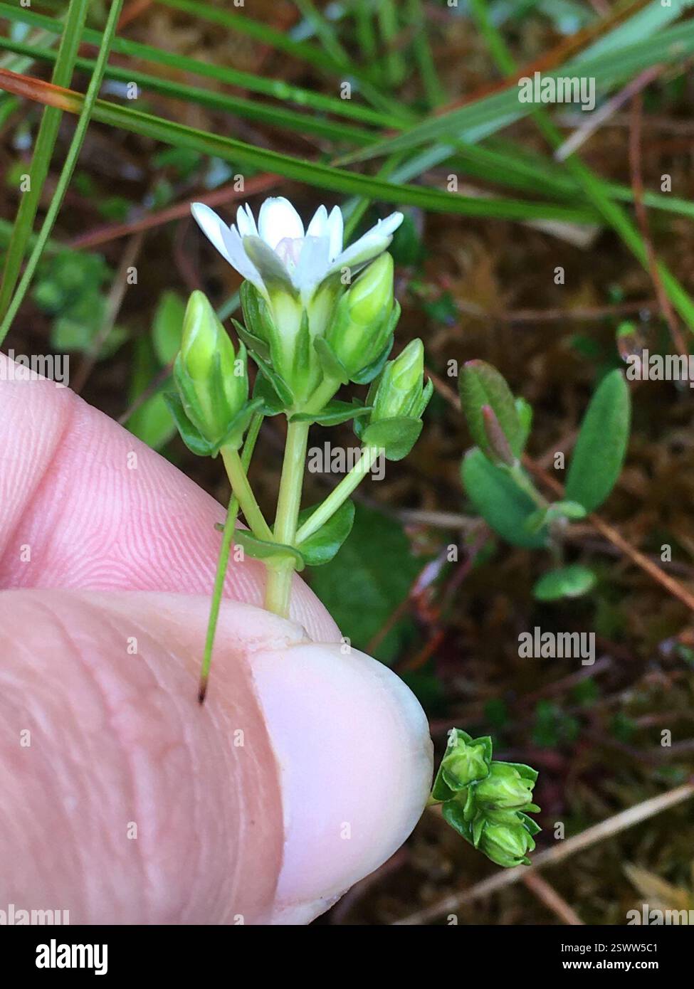 Swamp Gentian (Gentiana douglasiana), Plantae, Douglas Island, Juneau ...