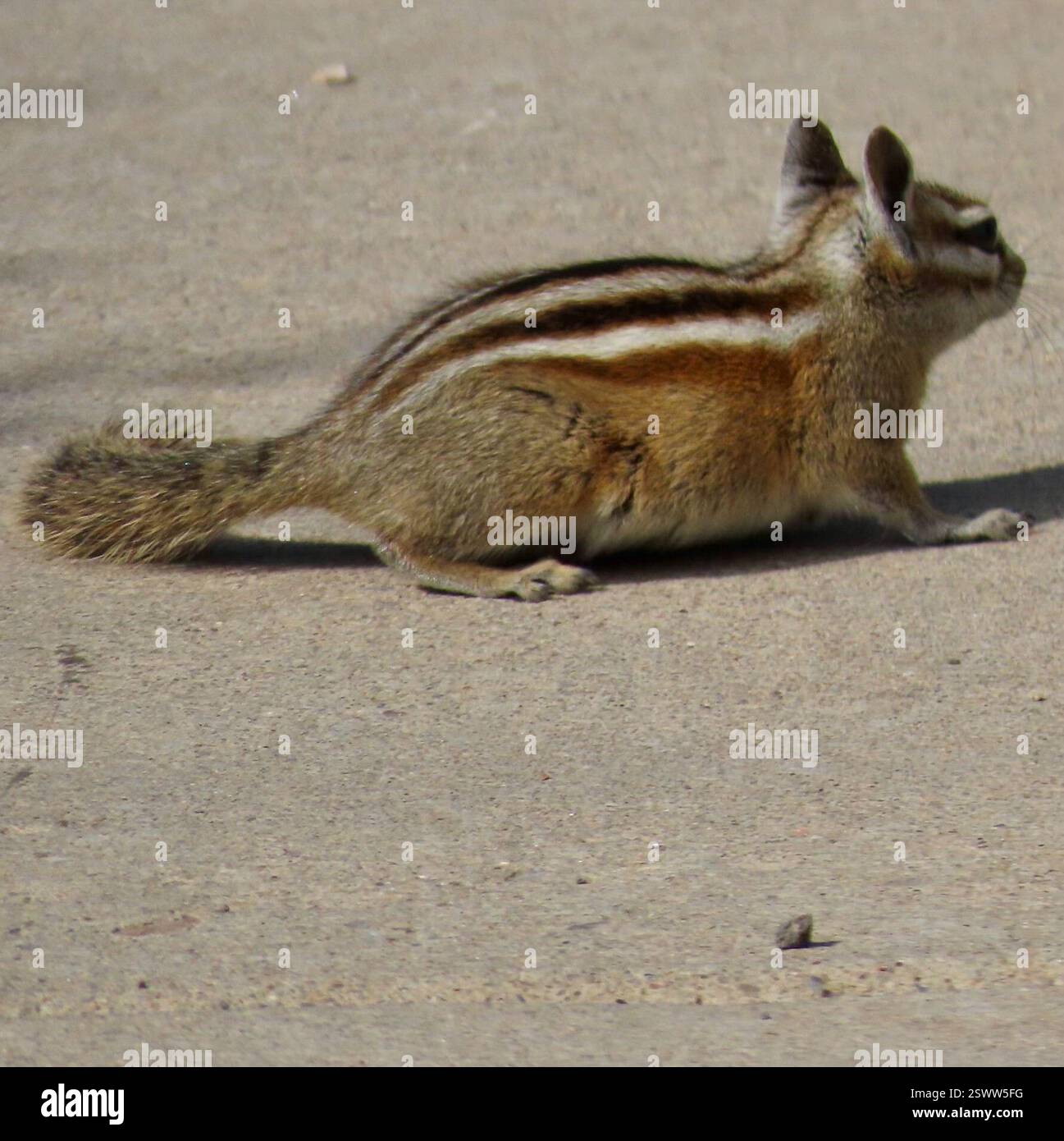 Colorado Chipmunk (Neotamias quadrivittatus), Mammalia, Rest Area Rd ...