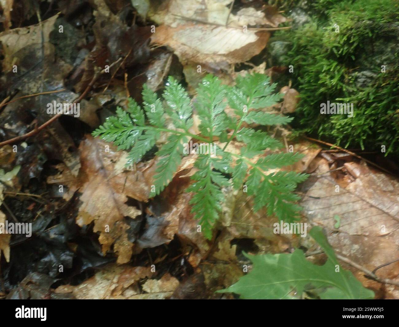 rattlesnake fern (Botrypus virginianus), Plantae, New York, US Stock ...