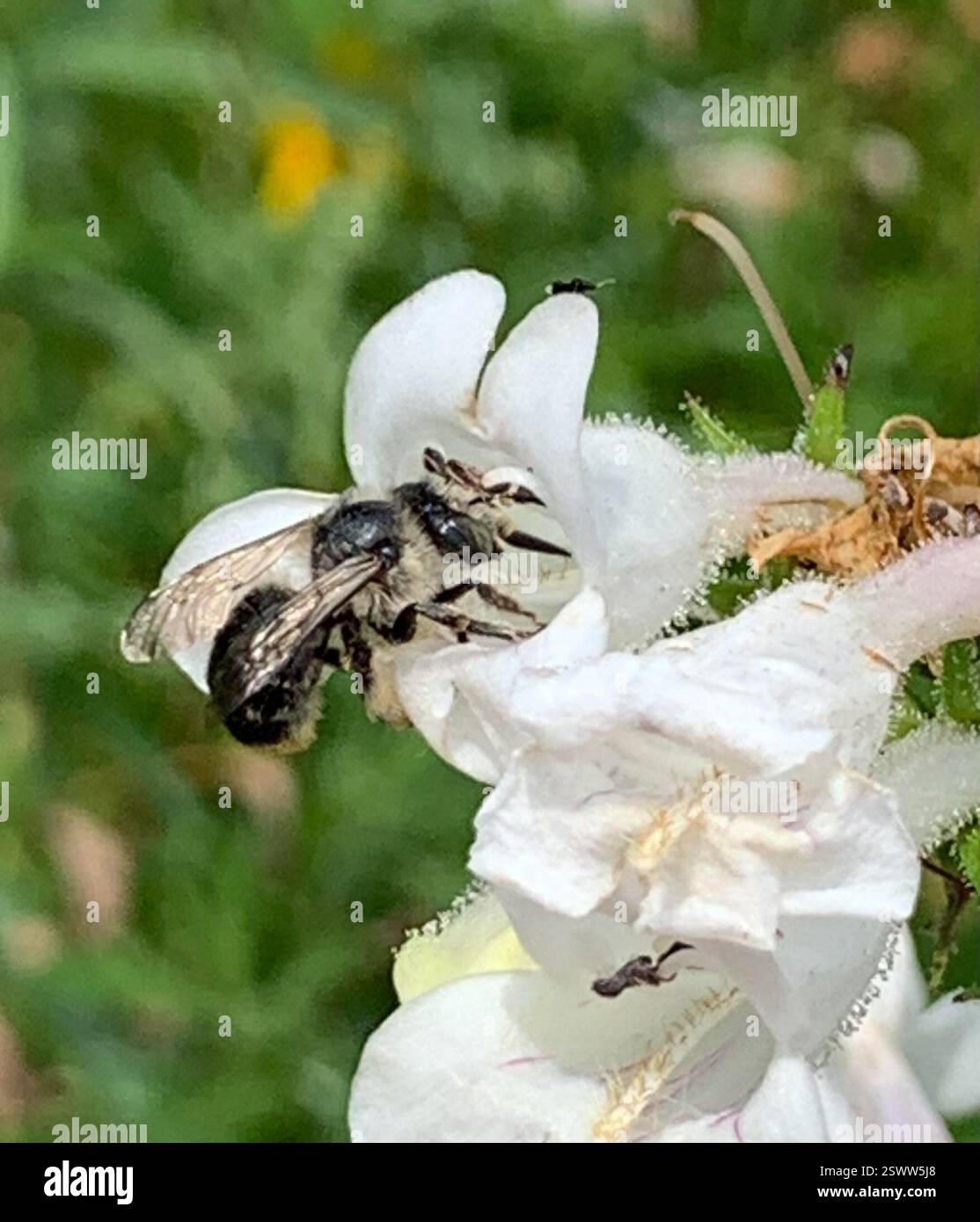 Orange-tipped Wood-digger (Anthophora terminalis), Insecta, Green Bay ...