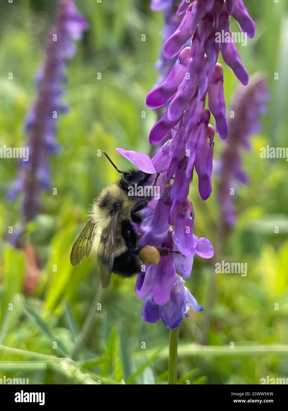 Half-black Bumble Bee (Bombus vagans), Insecta, George Lake, Killarney ...
