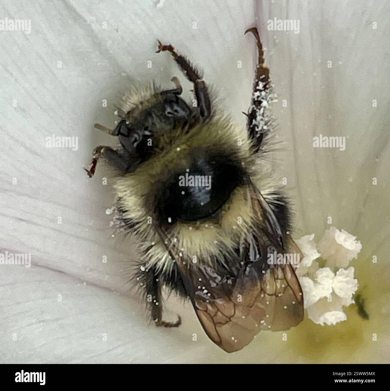 Black-tailed Bumble Bee (Bombus melanopygus), Insecta, Andrew Molera State Park, Big Sur, CA, US ...